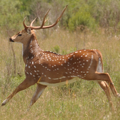 Sistema de Información y monitoreo de Especies Exóticas Invasoras de ...